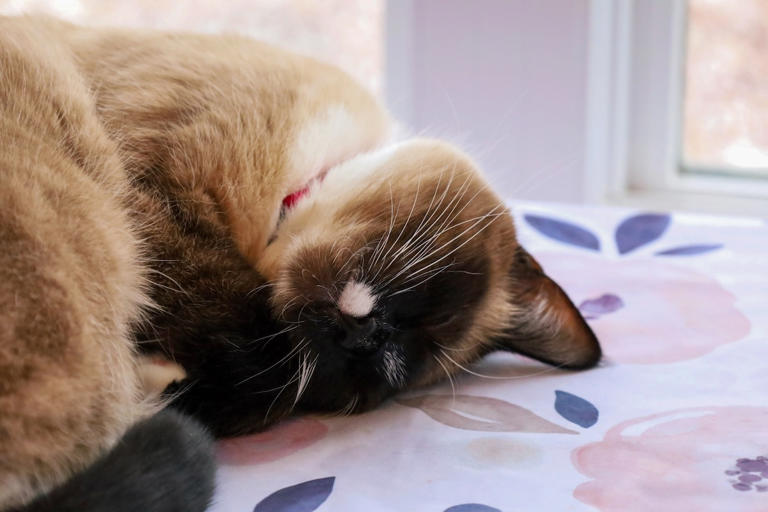 Special-Needs Cat With 'Little Goober Syndrome' Is Lost in the Sauce ...
