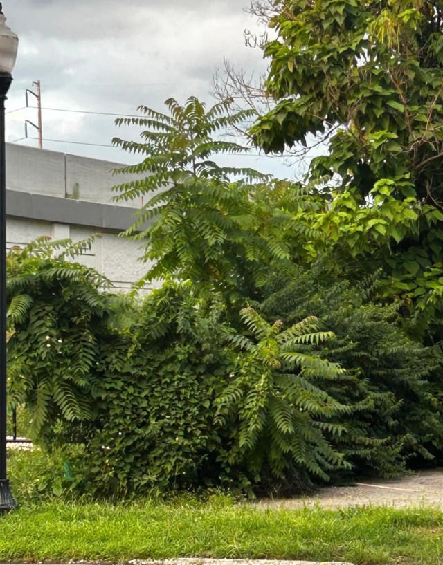 Resident issues warning after spotting concerning growth in ...