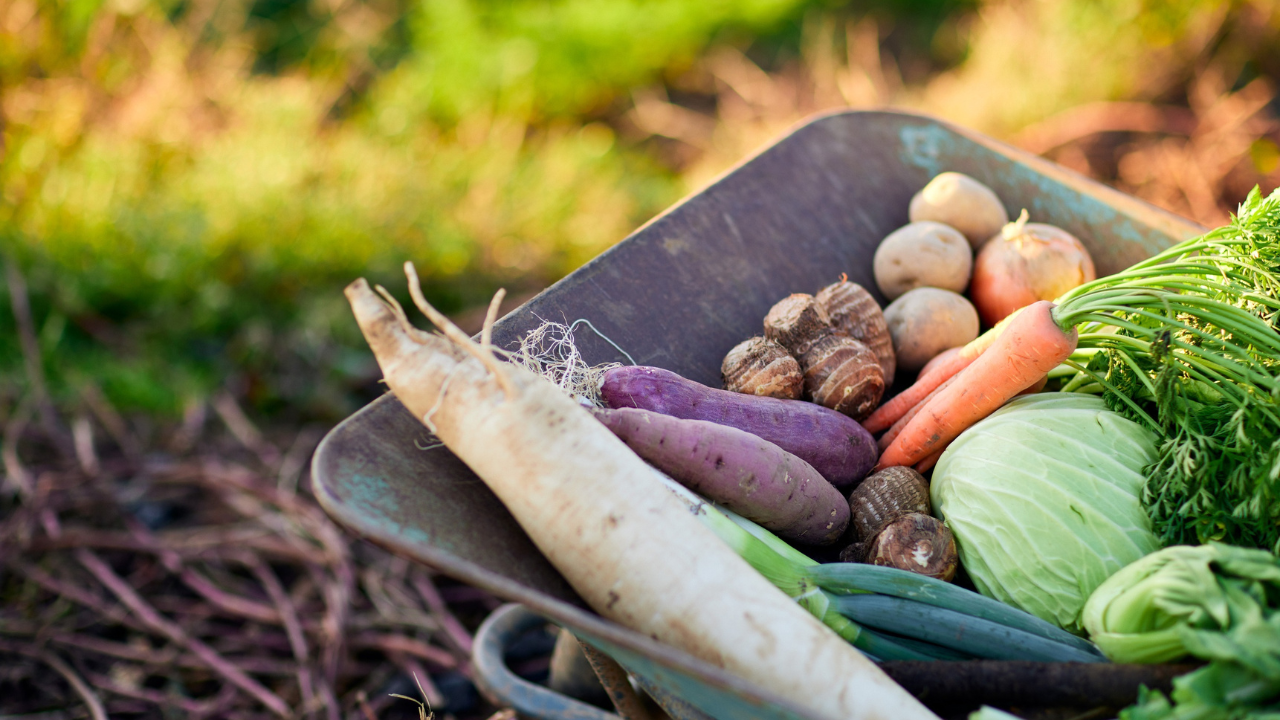 10 simple vegetables to grow at home (even if you don’t have a backyard)