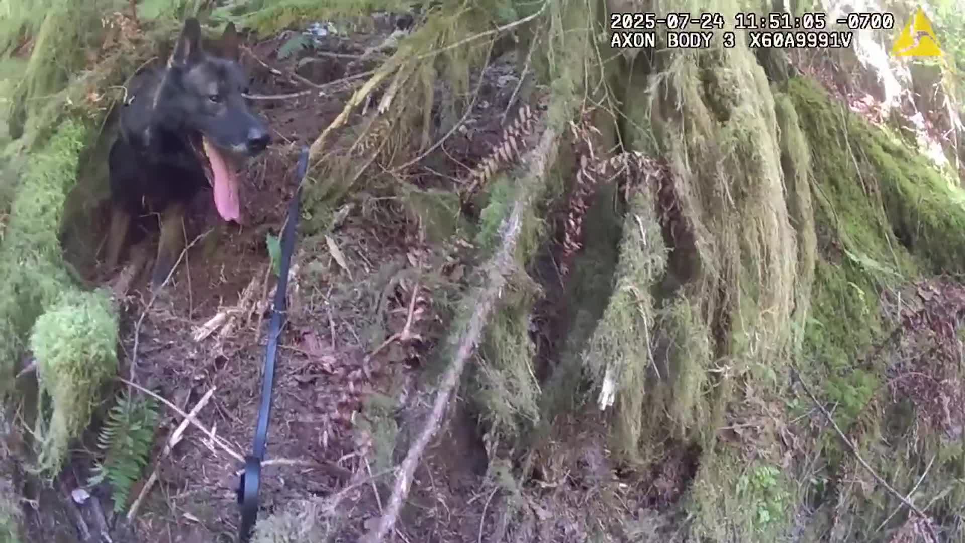 Snohomish County K9 tracks bear-mace-wielding suspect through woods