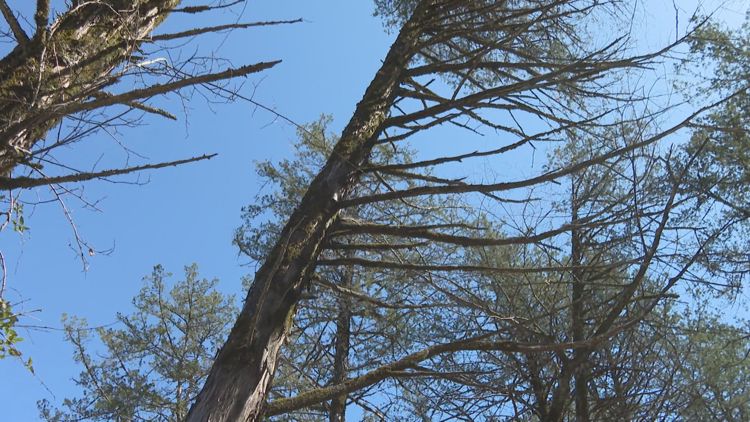 Mystery deepens after bodies found on Devil's Den State Park trail | What to know about the park