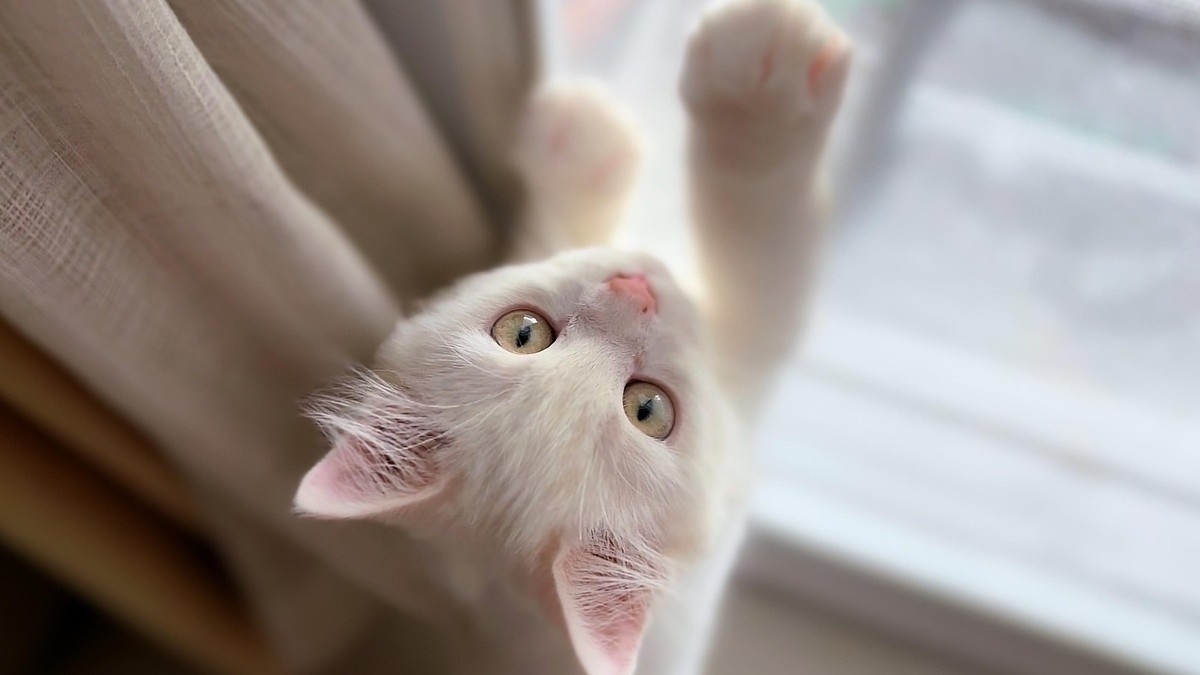 What makes a cat happiest at home? Tips to make your kitty happy