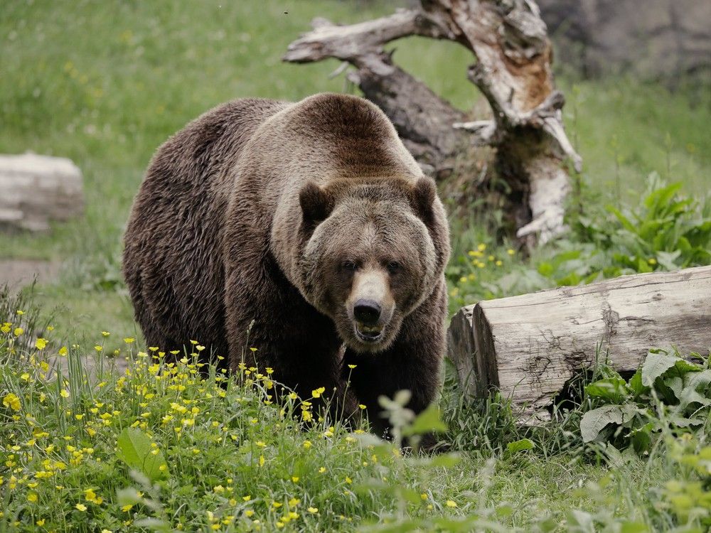 Update: Grizzlies that attacked B.C. couple on e-bikes won't be ...