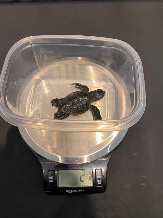 Westie the sea turtle to make a splash in the ocean