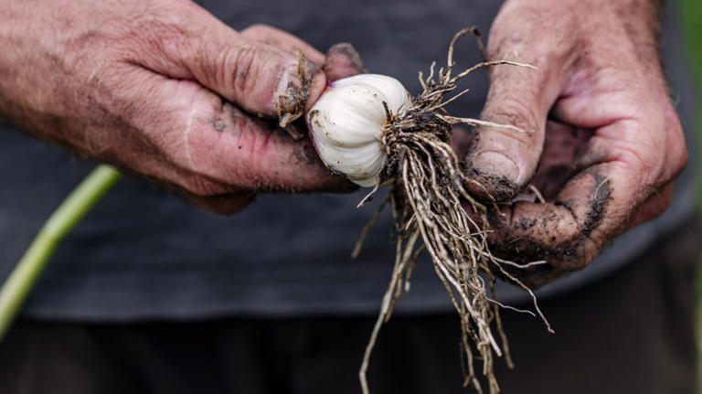 Why You Shouldn't Plant Garlic Next To Herbs And What To Plant Instead