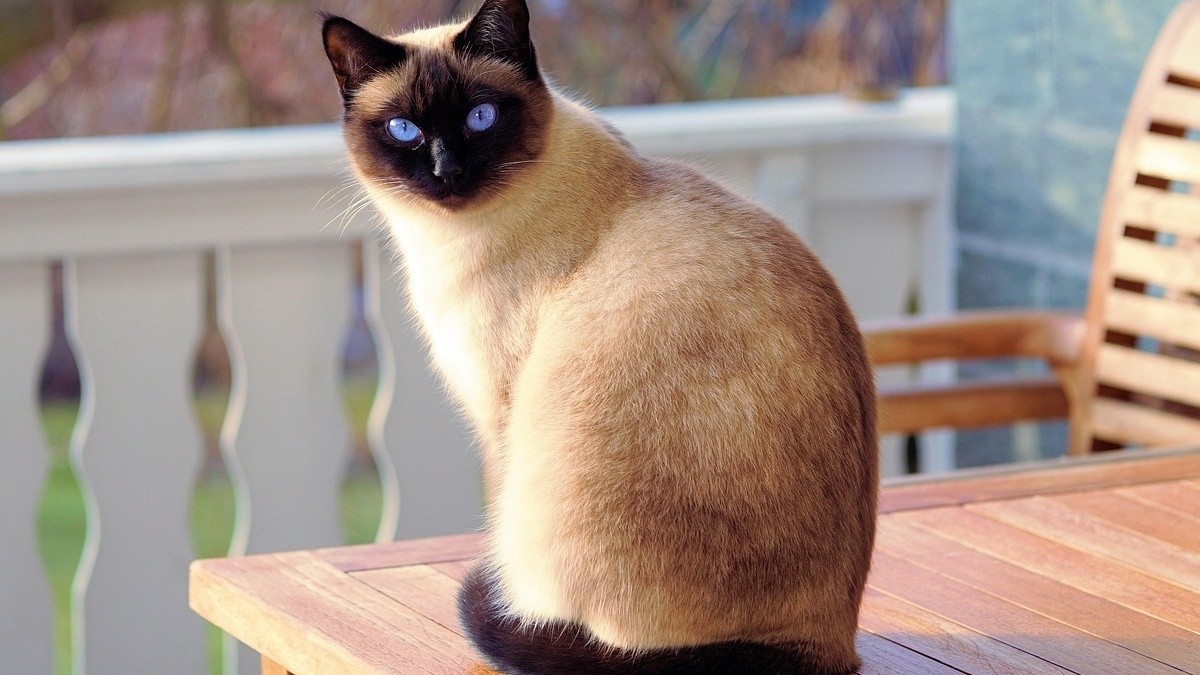 What makes a cat happiest at home? Tips to make your kitty happy