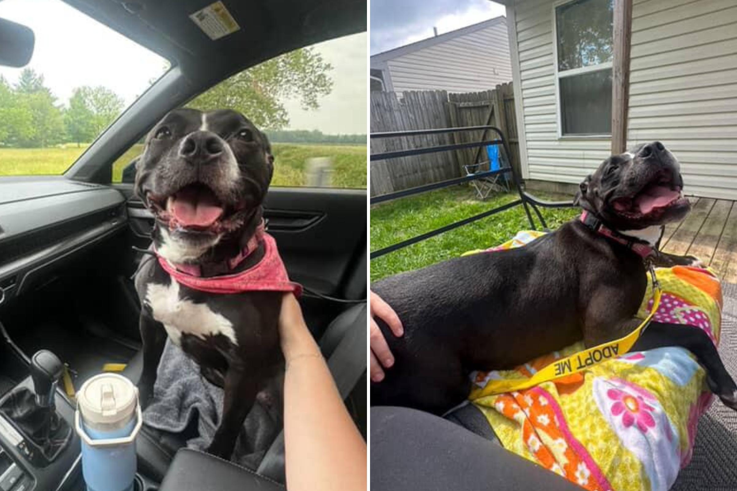 Dog gets adopted after waiting 1,043 days in shelter—her smile says it all