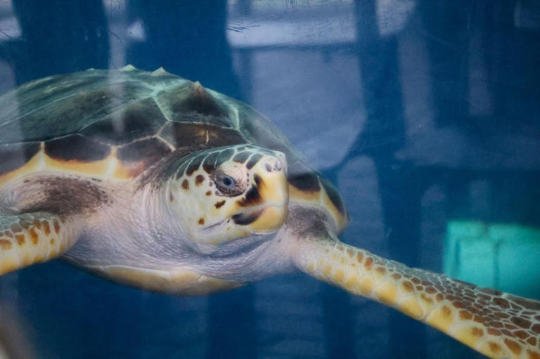 Westie the sea turtle to make a splash in the ocean