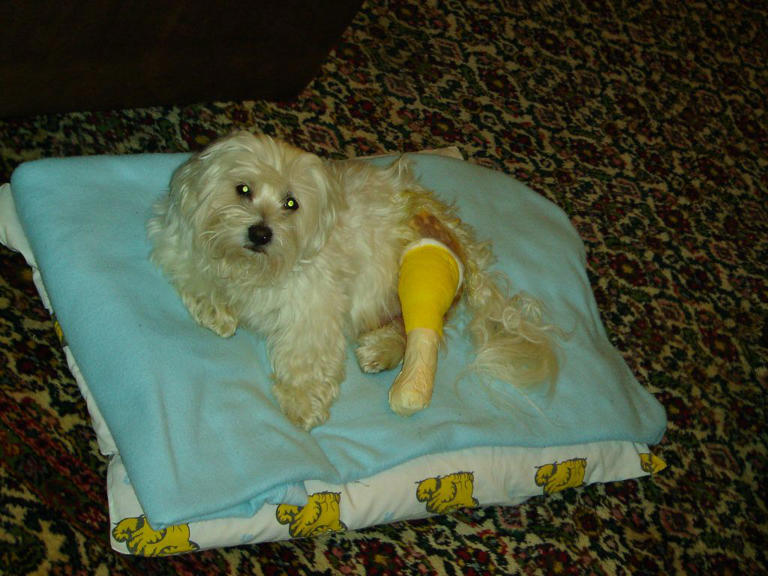 Do Dogs Heal Fast? Understanding the Healing Process in Canines