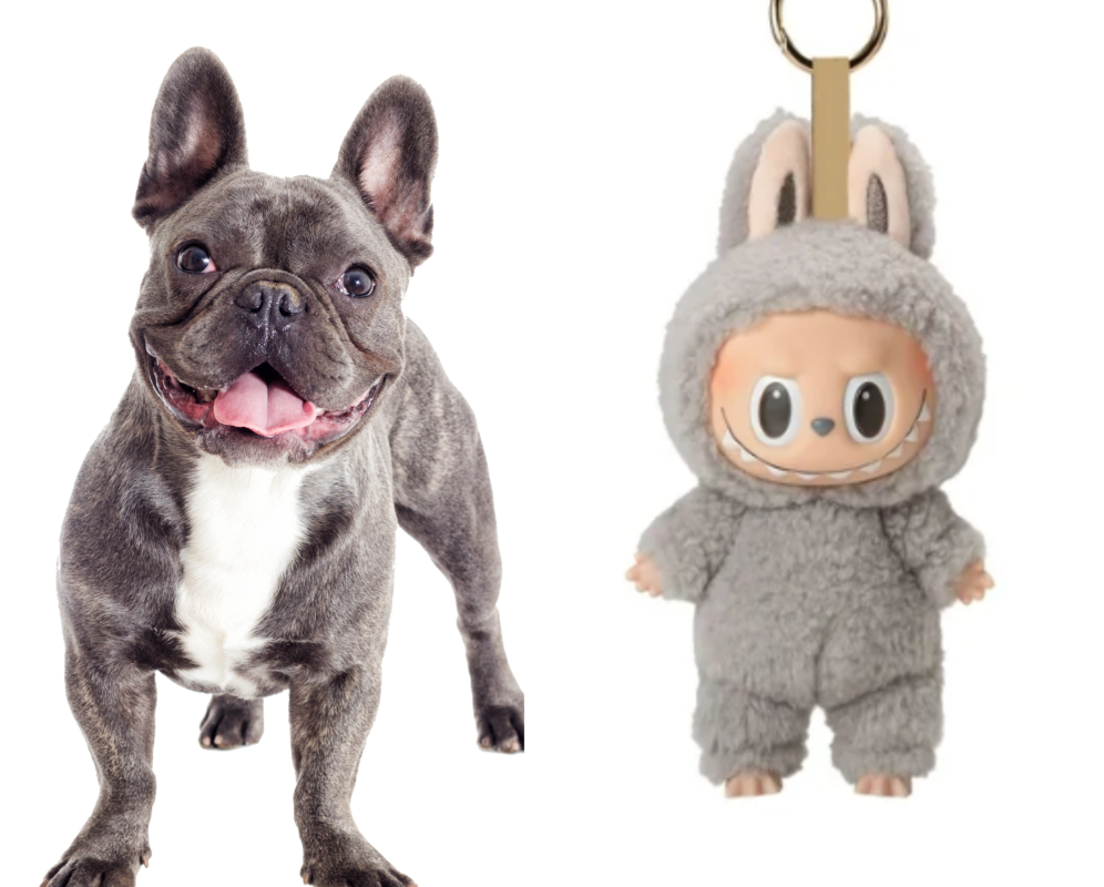 10 Dog Breeds That Are Basically Real-Life Labubu Dolls