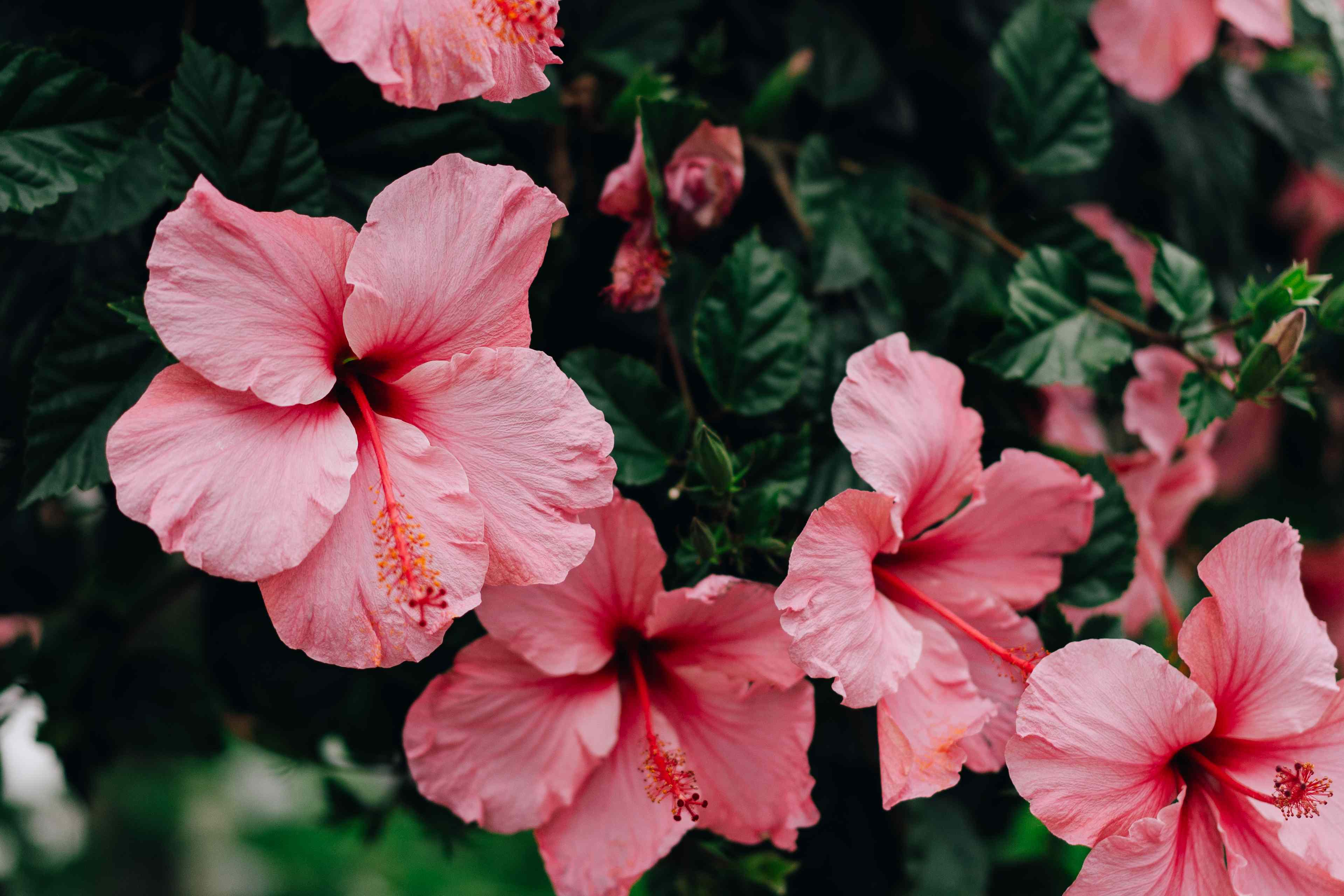 Want Endless Hibiscus Blooms? Gardeners Swear By These 6 Methods