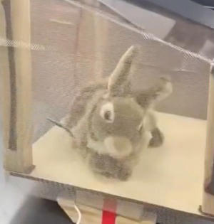 Florida deploys furry robot rabbits to fight invasive Burmese python ...