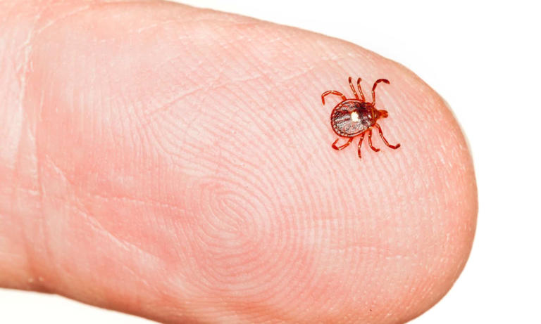 Bitten by this tick? You may never eat red meat again