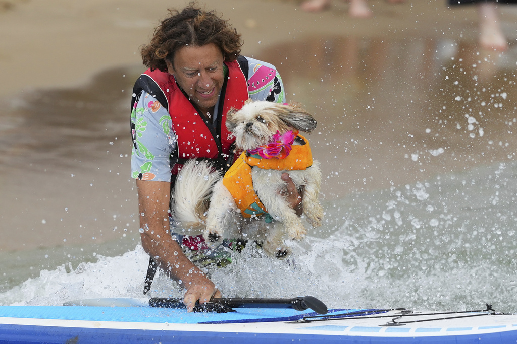 Images show dogs and their owners paddleboarding for a fun event on ...