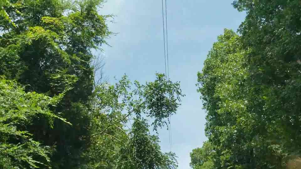 How a Storm Snapped Our Hickory Trees — And What We Learned