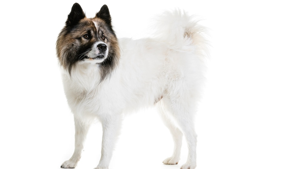 Why the Elo Is the Perfect Family Dog
