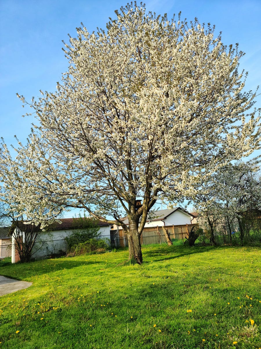 These are the worst plants to grow near your home — here's why ...