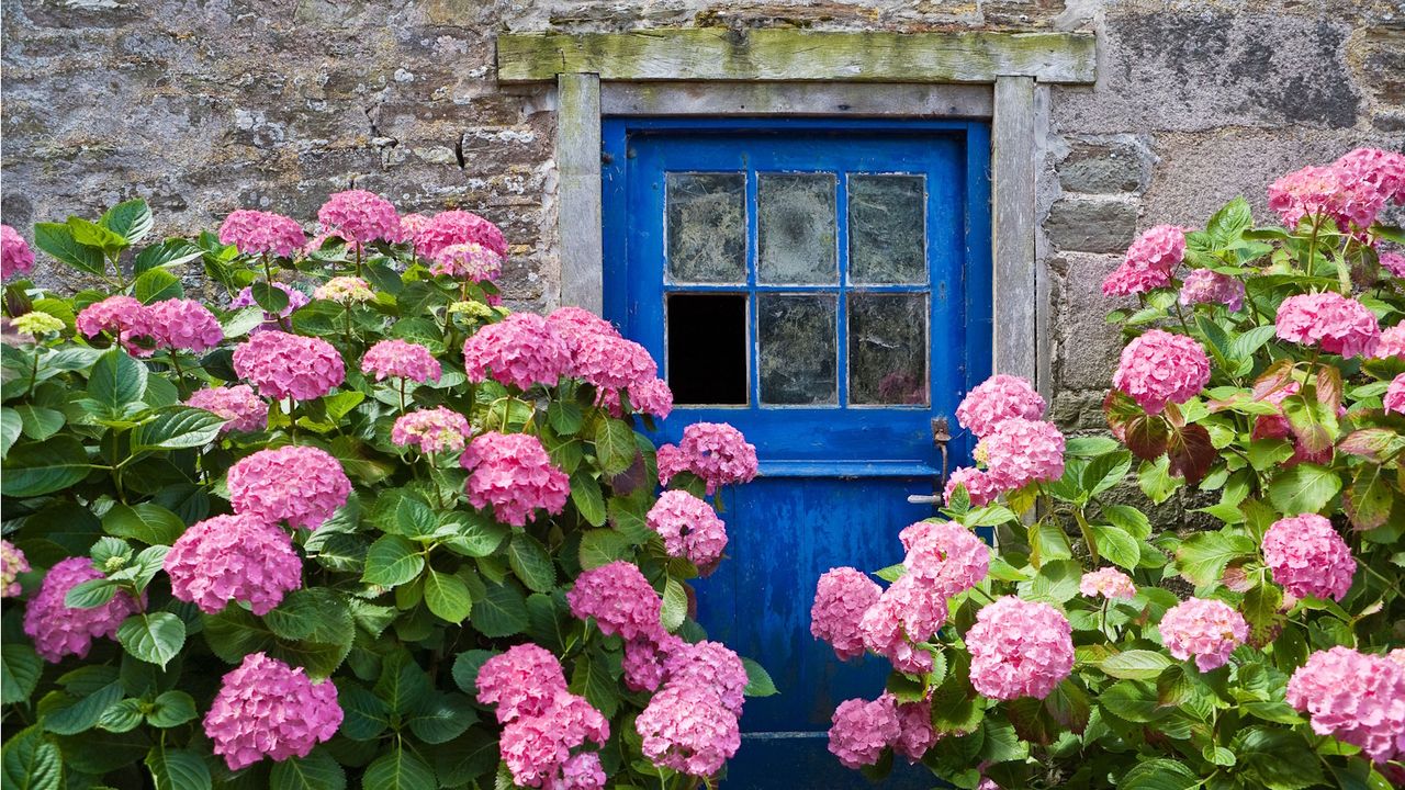 What are florist hydrangeas? And why an expert urges you not to plant ...