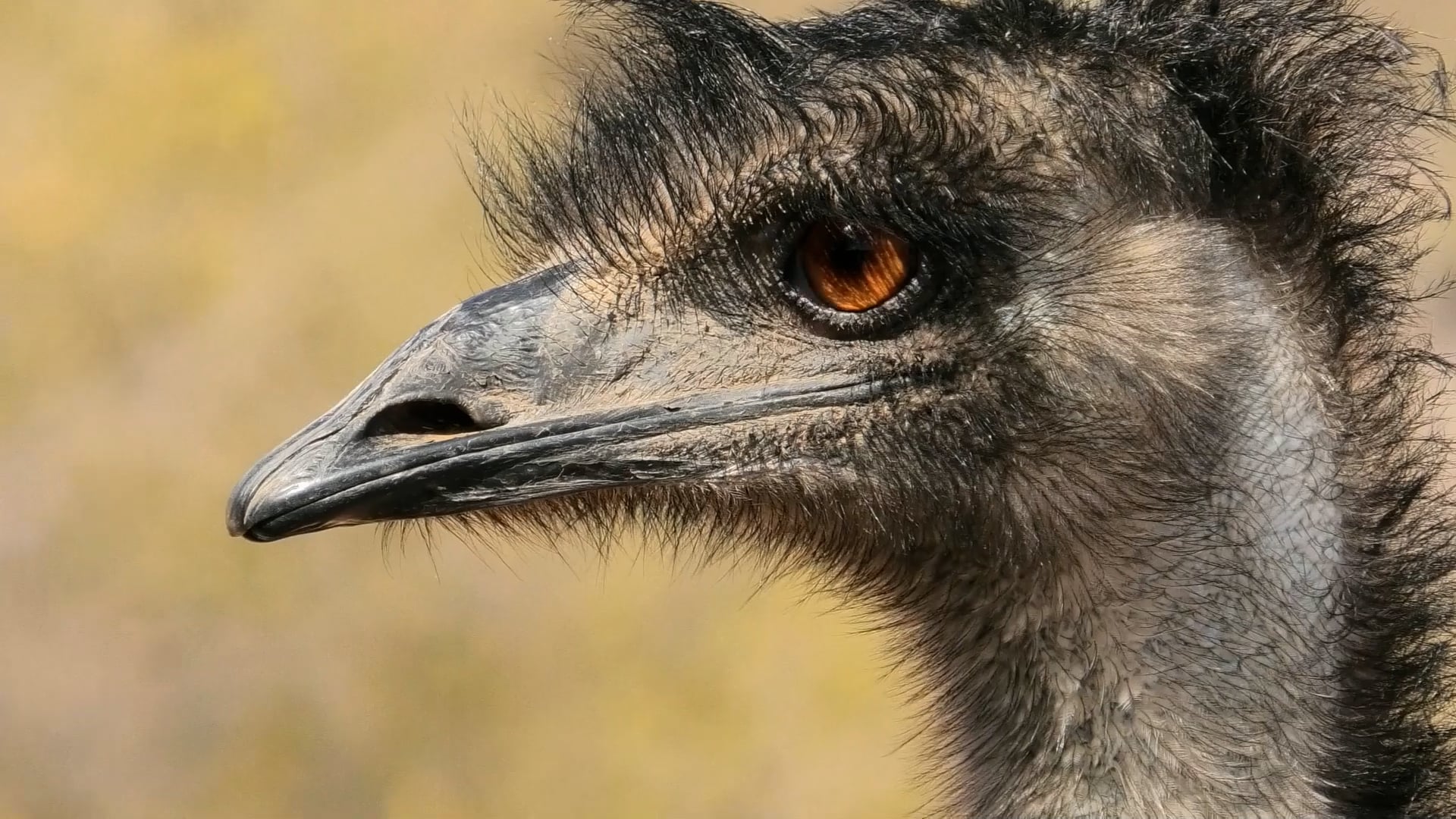 Scopri il mondo degli emù: uno sguardo alla vita in natura
