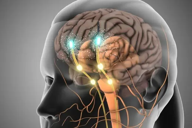 Las pautas clave para cuidar su cerebro y favorecer su correcto ...