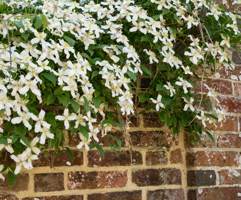 This is The Only Climber You Need To Trail Over a Pergola – For ...