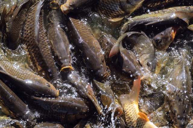 Scientists use high-tech tool to combat voracious fish wreaking havoc ...
