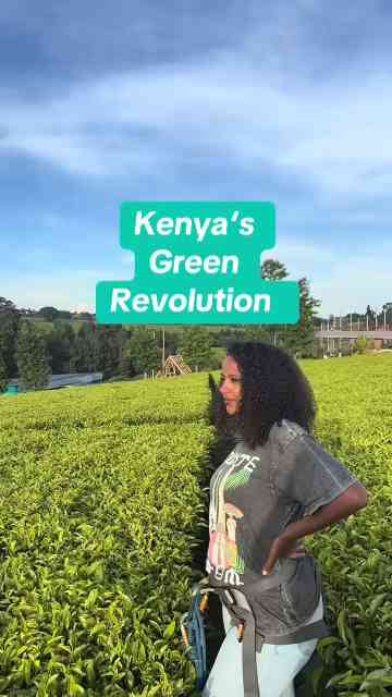 She Planted Trees and Changed the World — Meet Professor Wangari Maathai