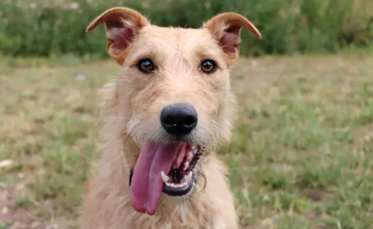 These 19 loving dogs and puppies at the Dogs Trust are looking for ...