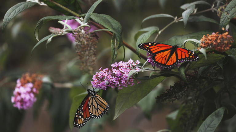 The Fast-Growing Blue-Purple Flower That Attracts Gorgeous Butterflies ...