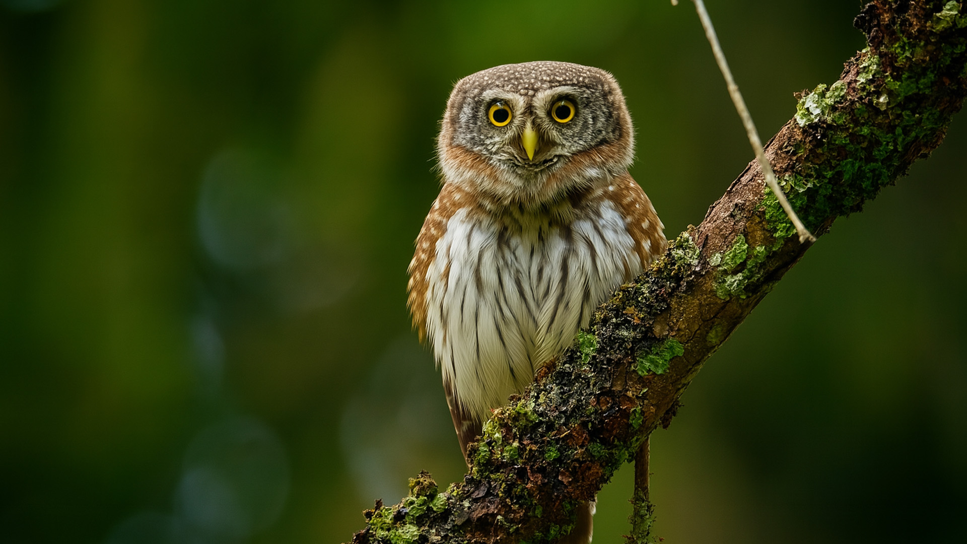 Vogelgeluid Dwerguil