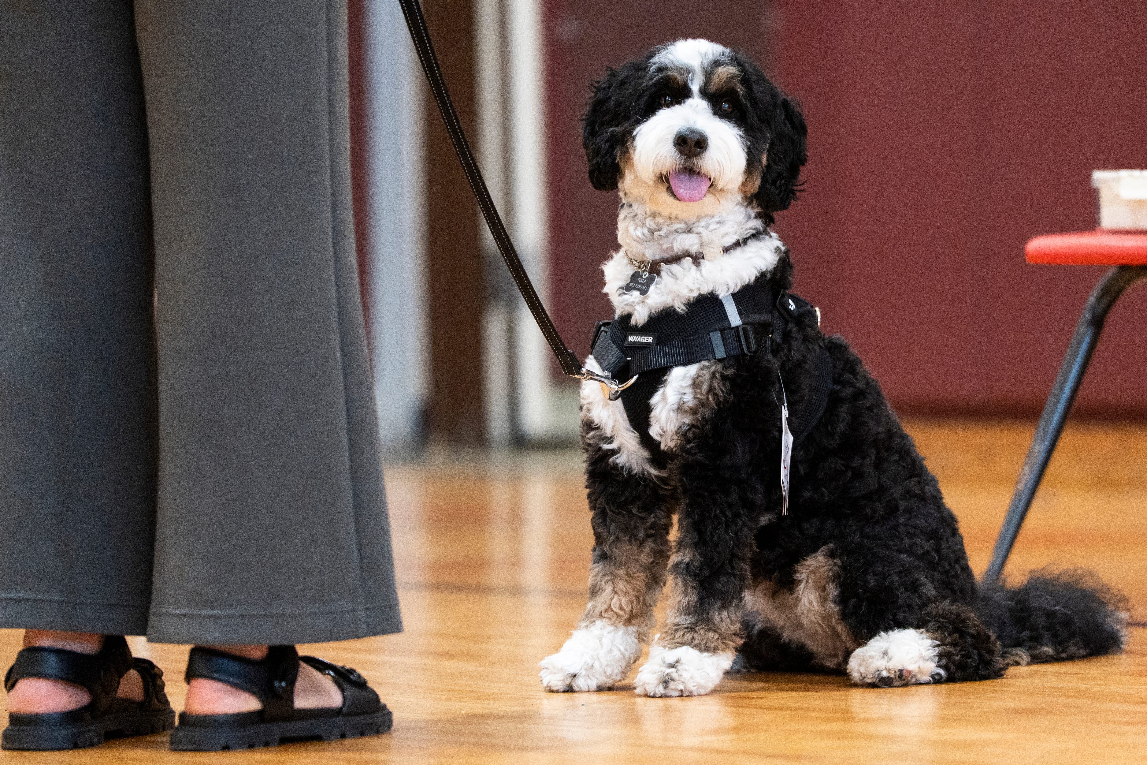 These puppies are taking Clifton summer classes to become therapy dogs ...