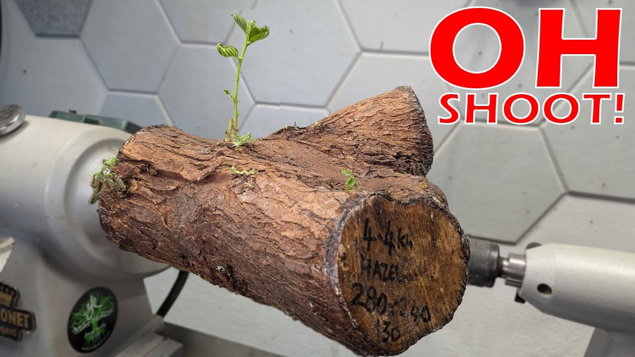 Man shows how to turn unseasoned hazel wood