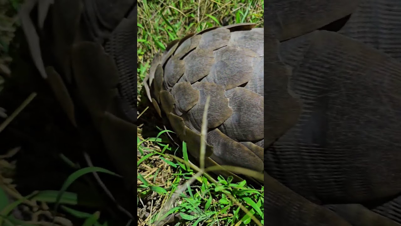 Rare Endangered Pangolin Caught on Night Safari