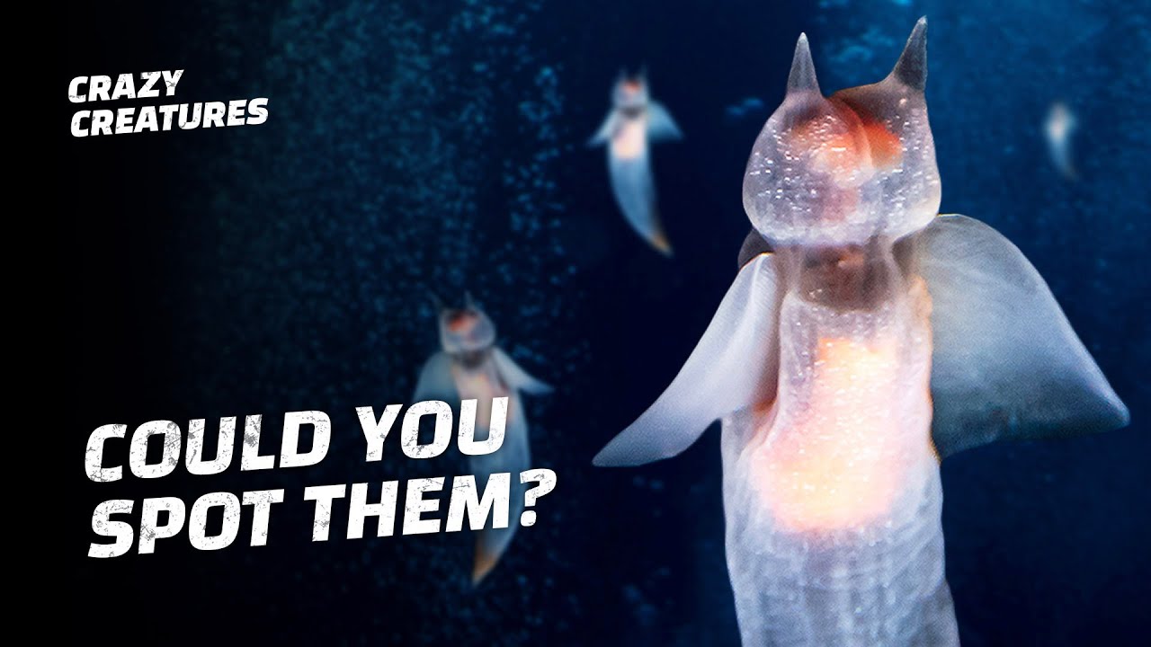 Transparent Sea Creatures Captured in Stunning Footage