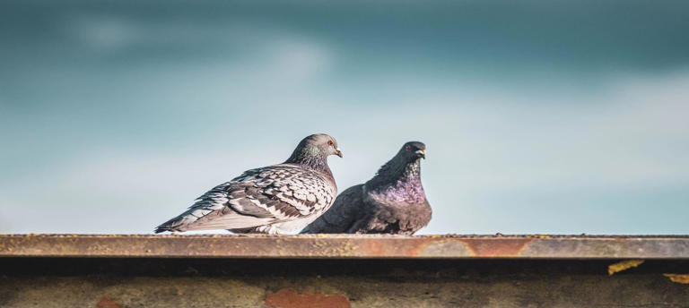 Errores habituales que atraen palomas a tu terraza o jardín y cómo ...