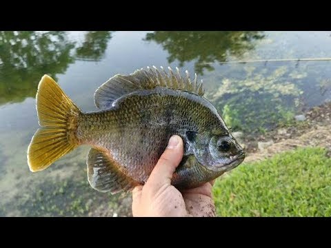 Super Rare Giant Bluegill Catch and Cook