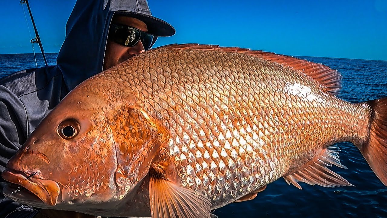 Fishing for CRAZY STRONG Snappers and More!