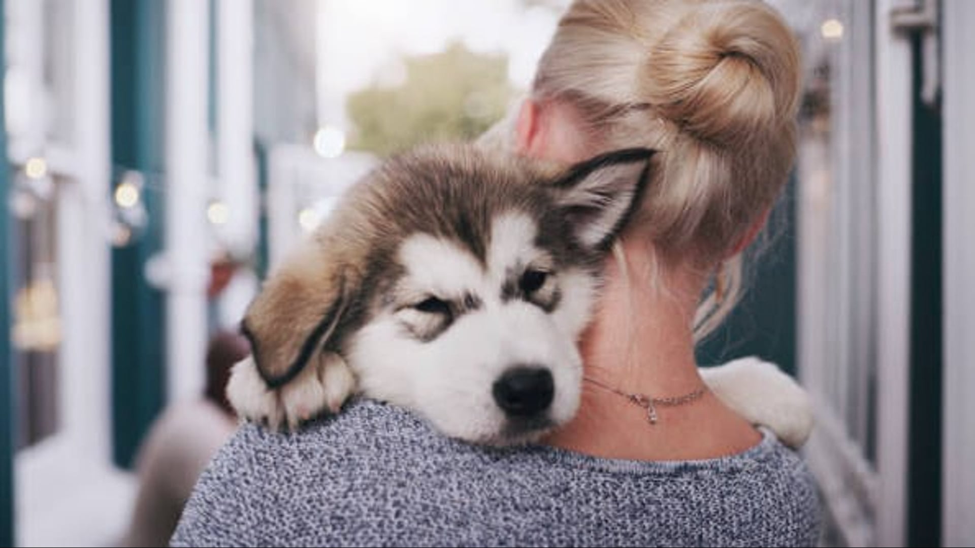 Abraçar O Seu Cachorro? Em 80% Dos Casos Isso O Deixa Desconfortável