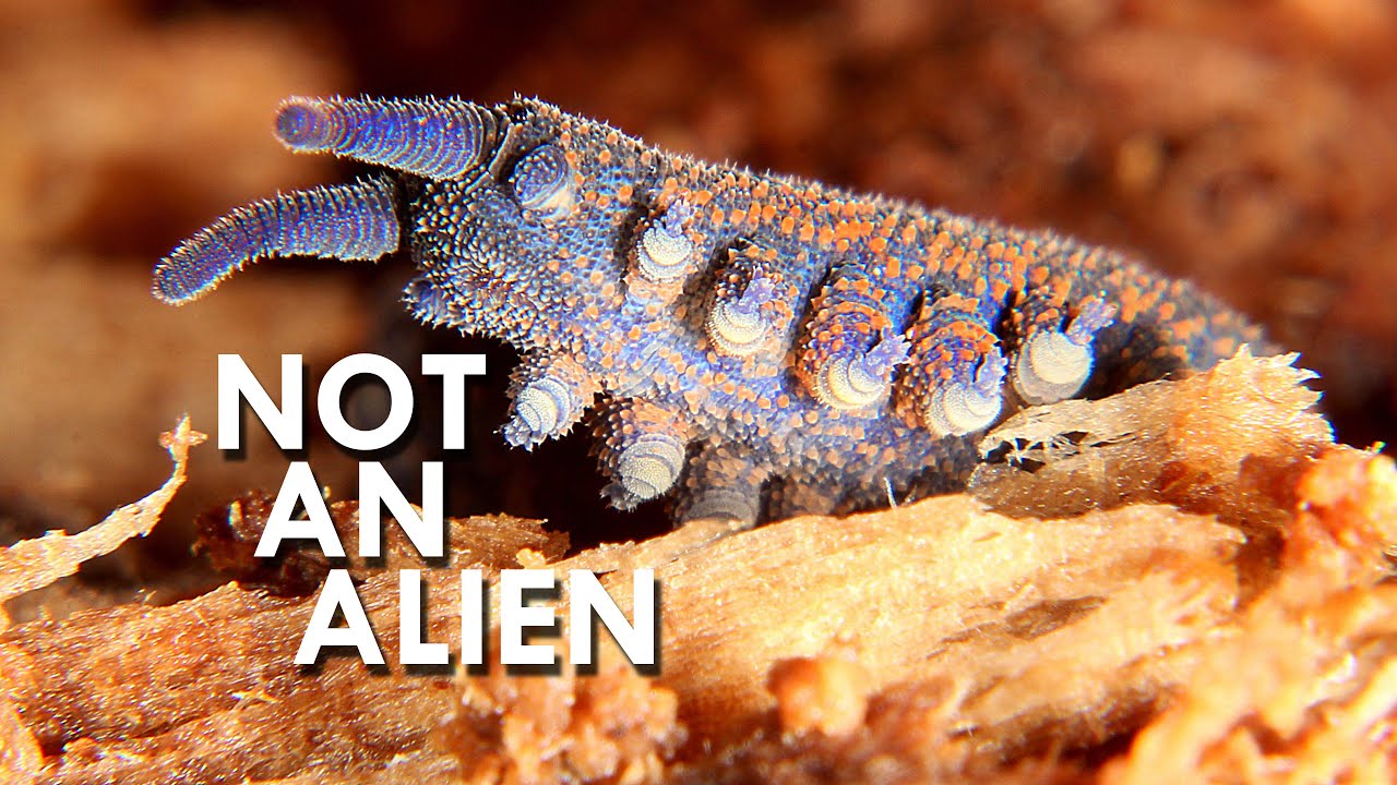 The Velvet Worm: An Evolutionary Relic in Modern Forests