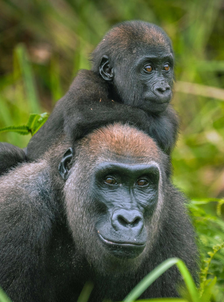 David Attenborough's next major documentary series