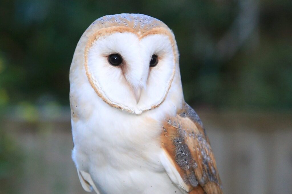 Student uses AI to count hidden baby owls by their unique voices