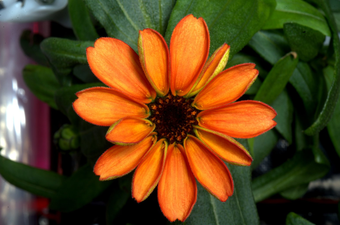 Did scientists just grow the first-ever space flower 'Zinnia' aboard ISS?