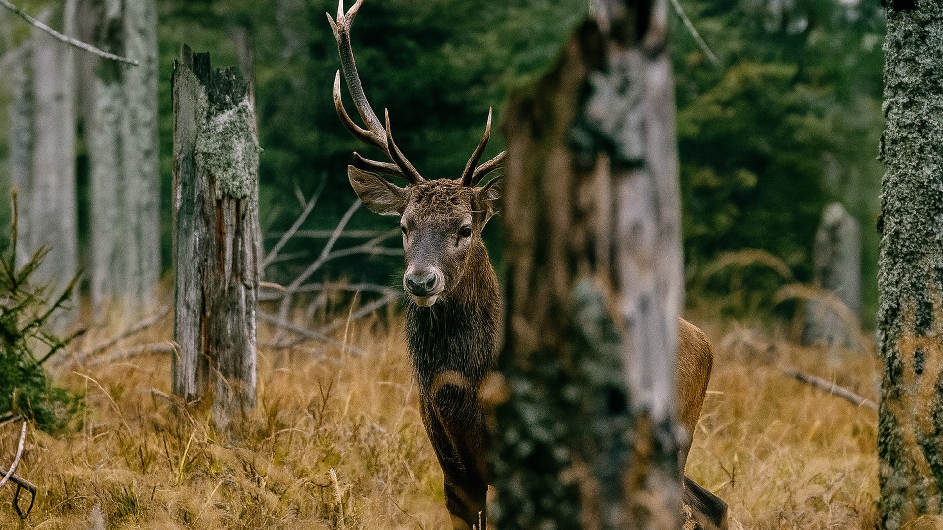 Wie ich einen Hirsch in der Brunft anlockte