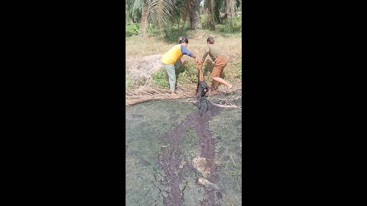 Locals rescue calf trapped neck-deep in sinking mud
