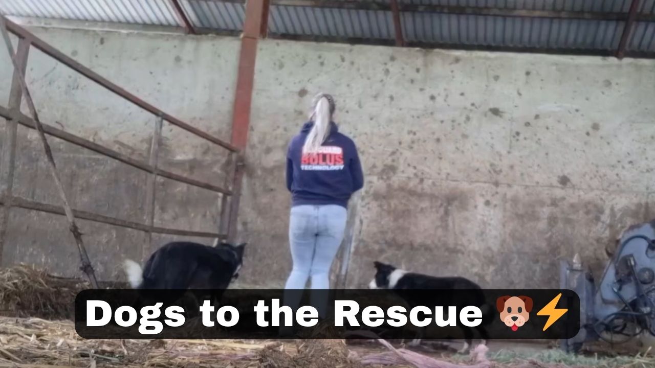Dogs protect their owner after a sudden scare in the cowshed