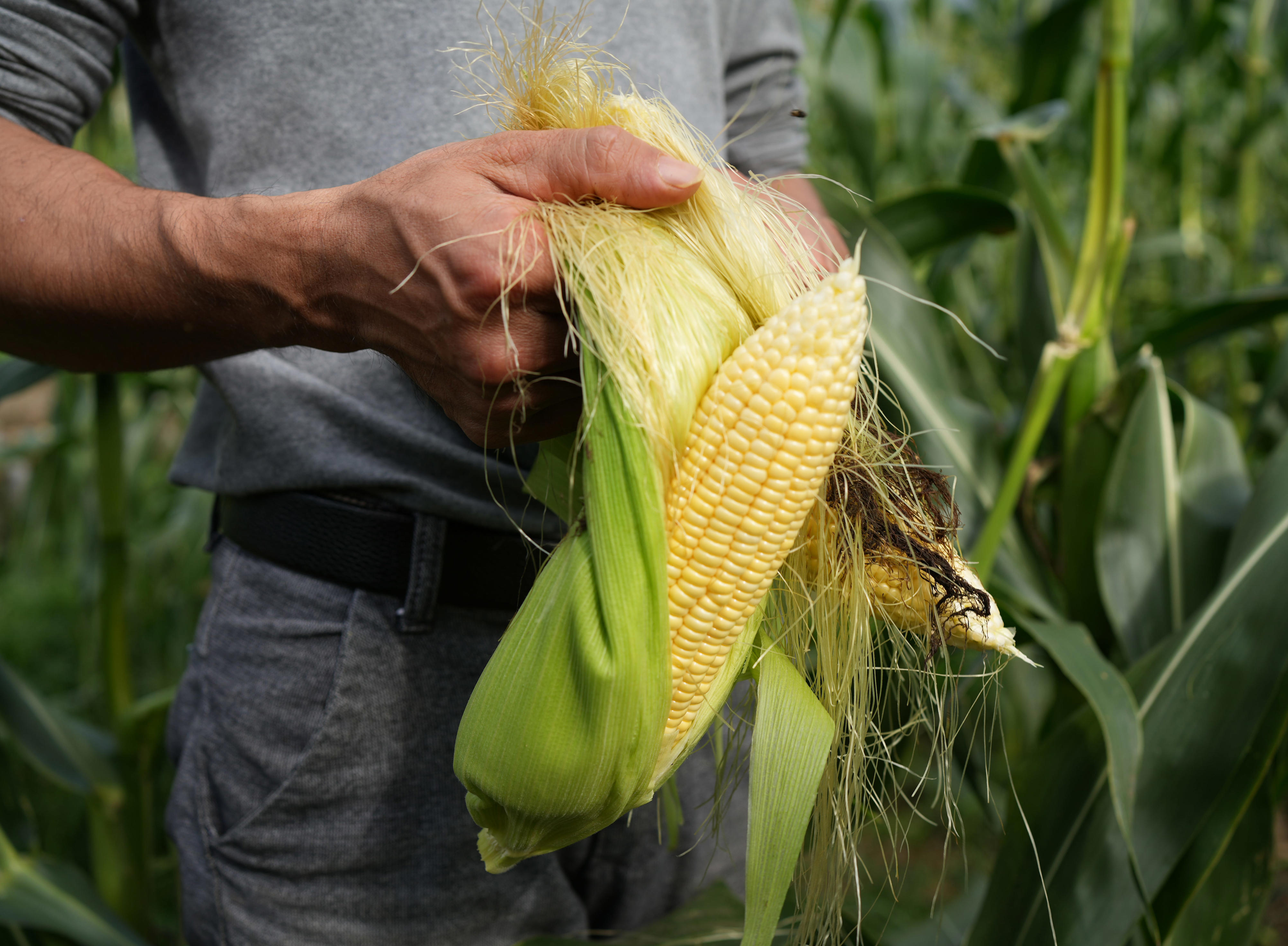 What is 'corn sweat'? Here's how it could affect Missouri's heat and ...
