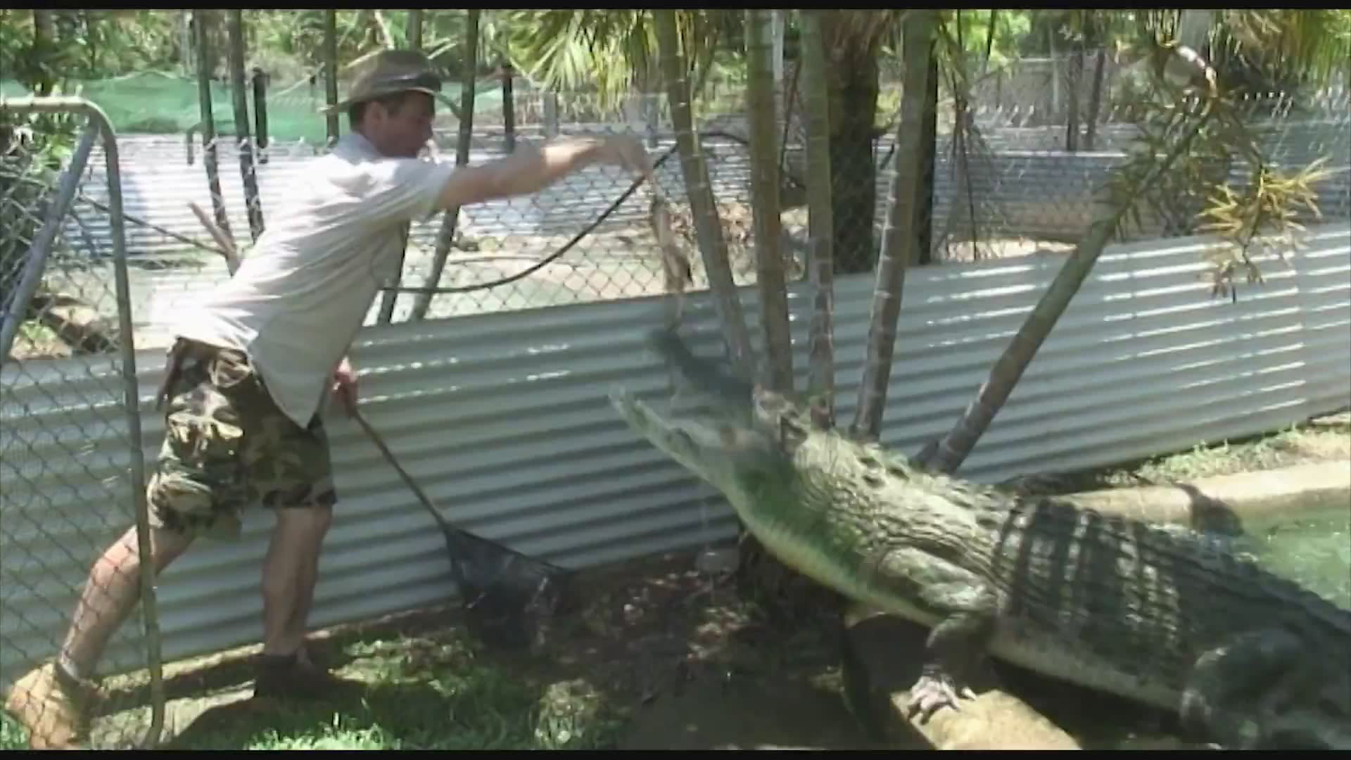 Top 10 Dangerous Animals in the World