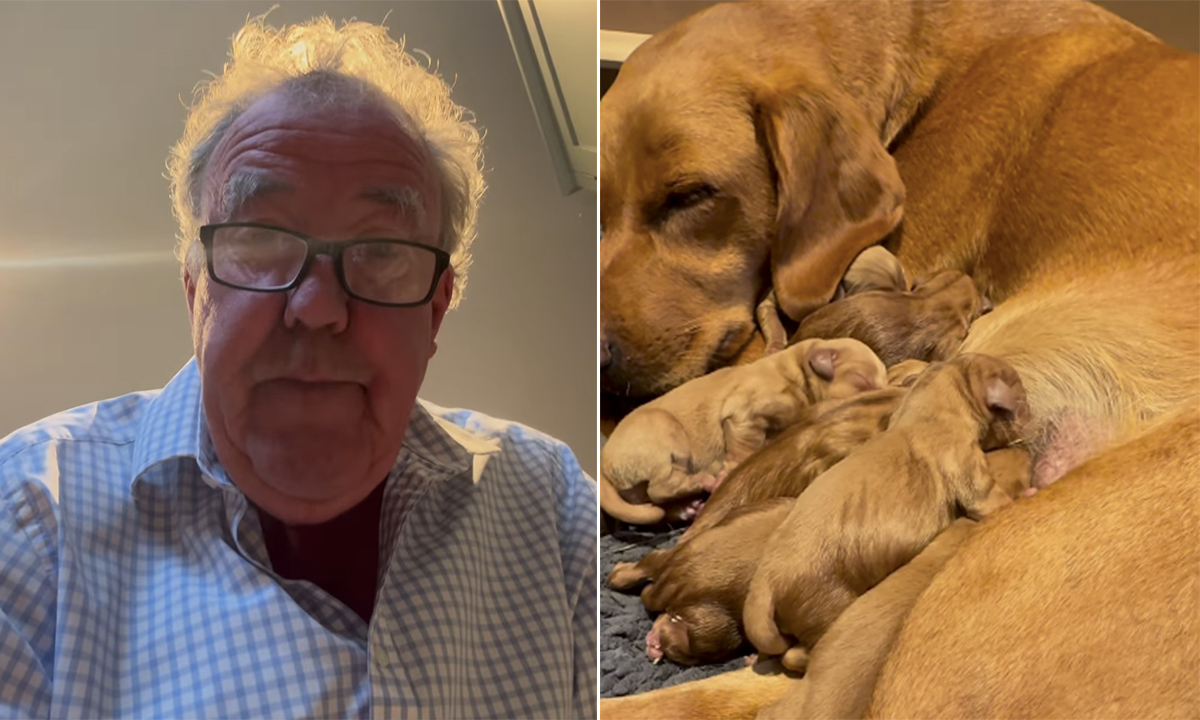 Jeremy Clarkson plays midwife to deliver his dog Arya's 11 puppies