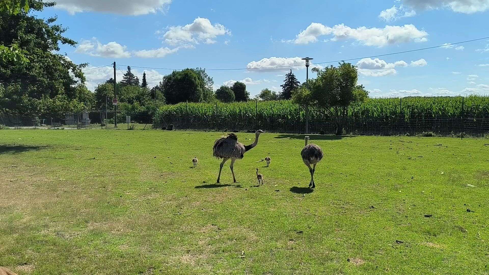 Nandu-Nachwuchs auf dem Bauernhof