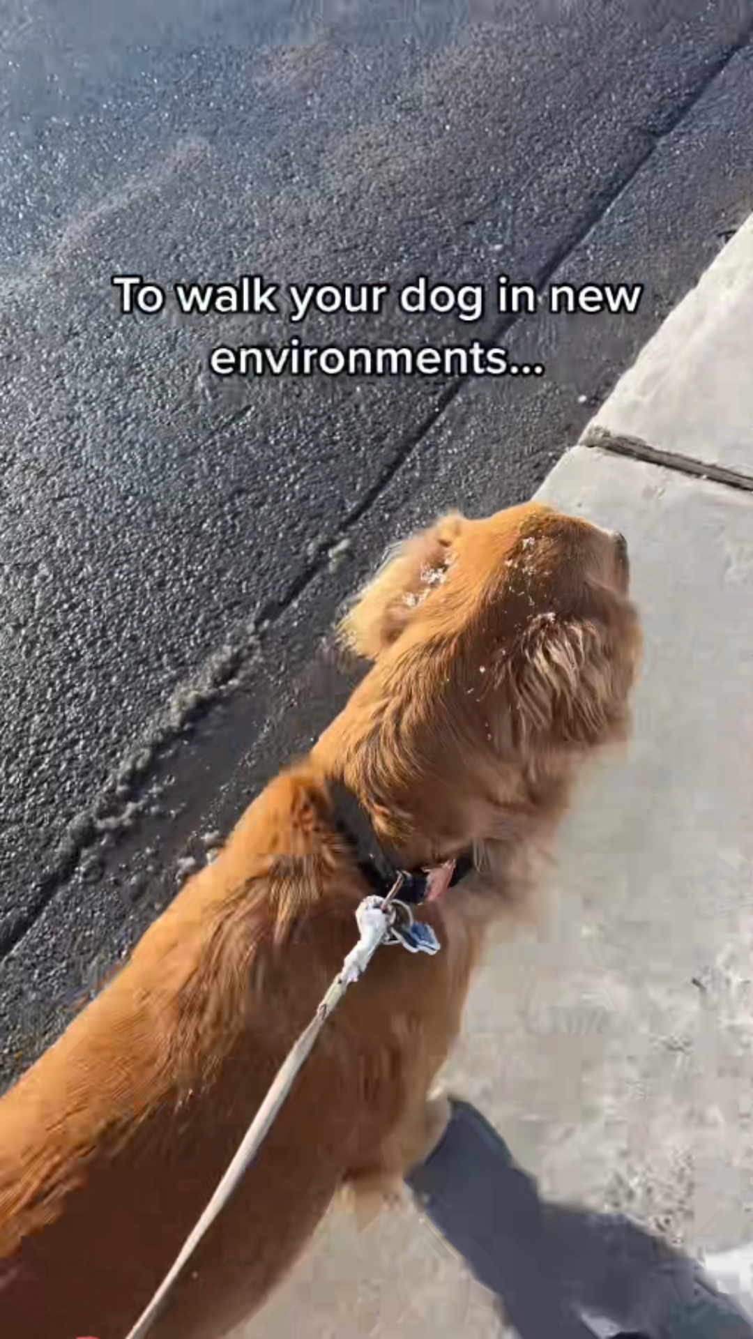 Why This Daily Activity Is So Important for Your Dog’s Well-Being